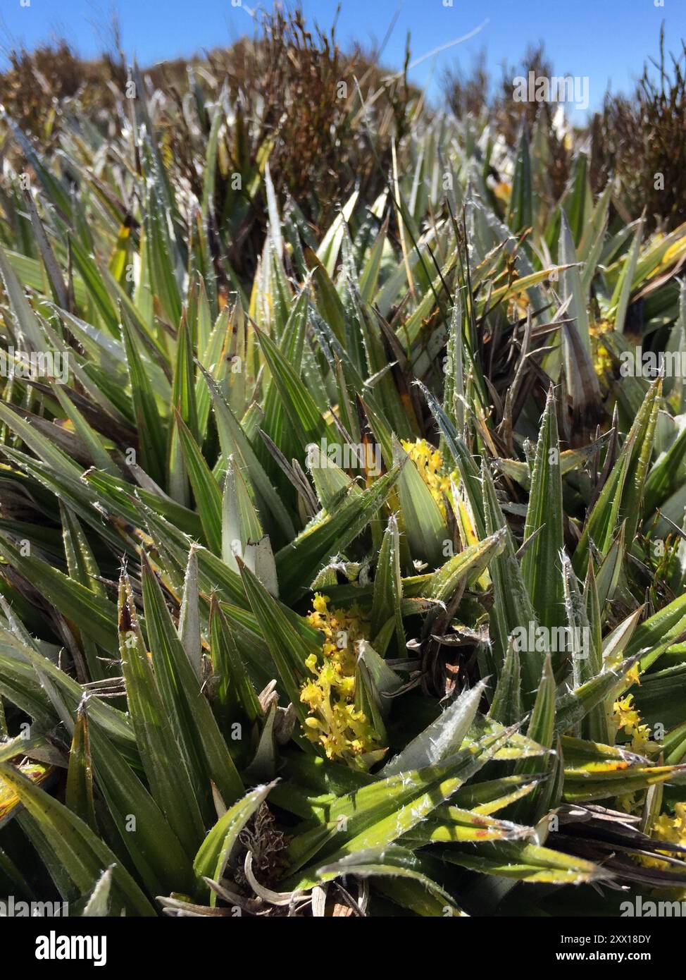 Astelia alpina hi-res stock photography and images - Alamy