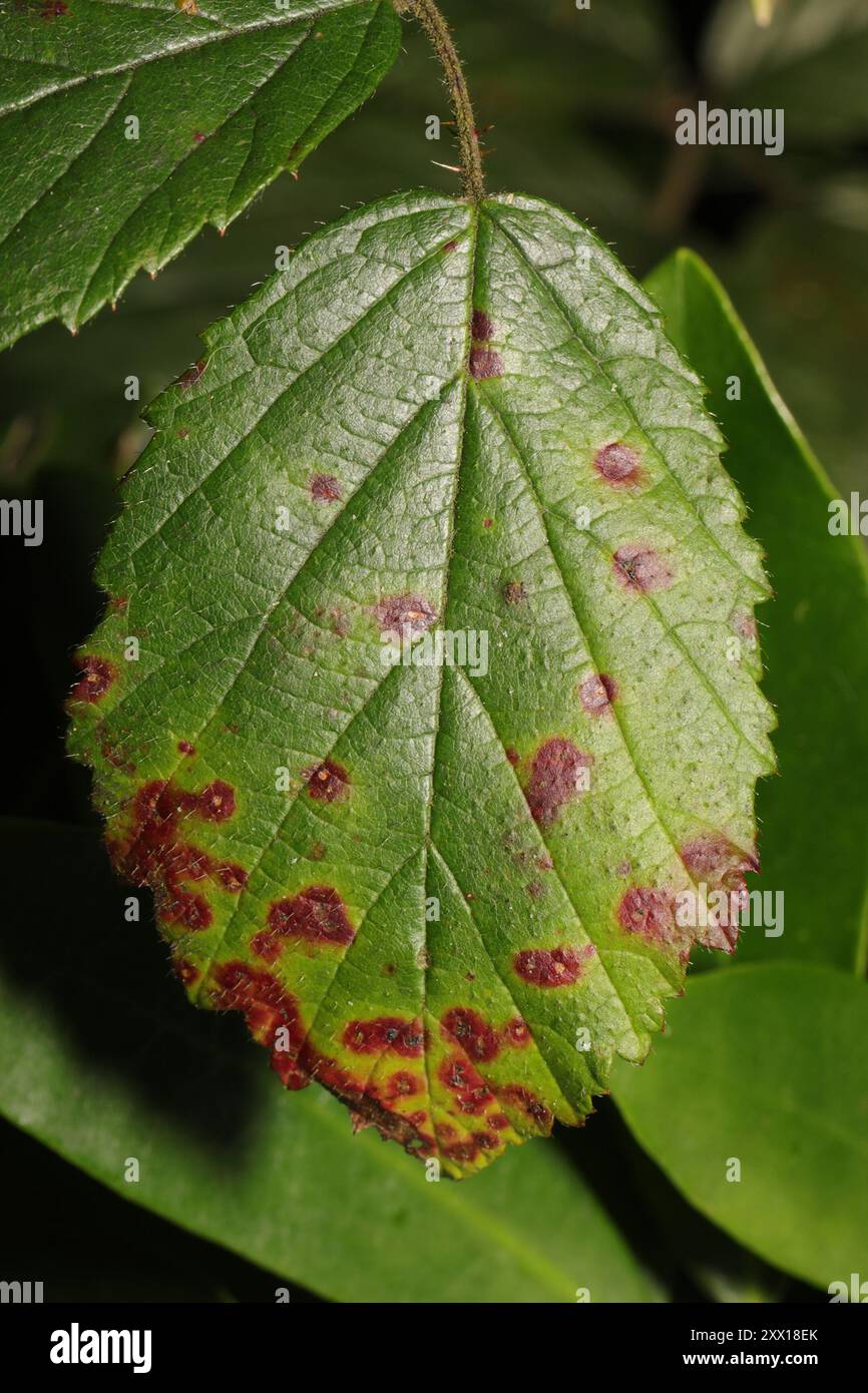 Rubus rust (Phragmidium violaceum) Fungi Stock Photo - Alamy