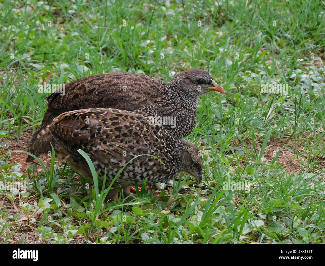 Natal Spurfowl (Pternistis natalensis) Aves Stock Photo - Alamy