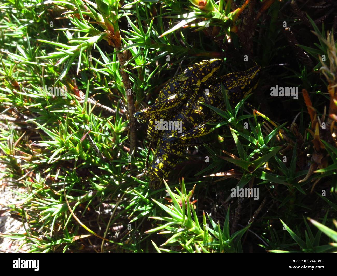 Spotted Mountain-grasshopper (Monistria concinna) Insecta Stock Photo ...