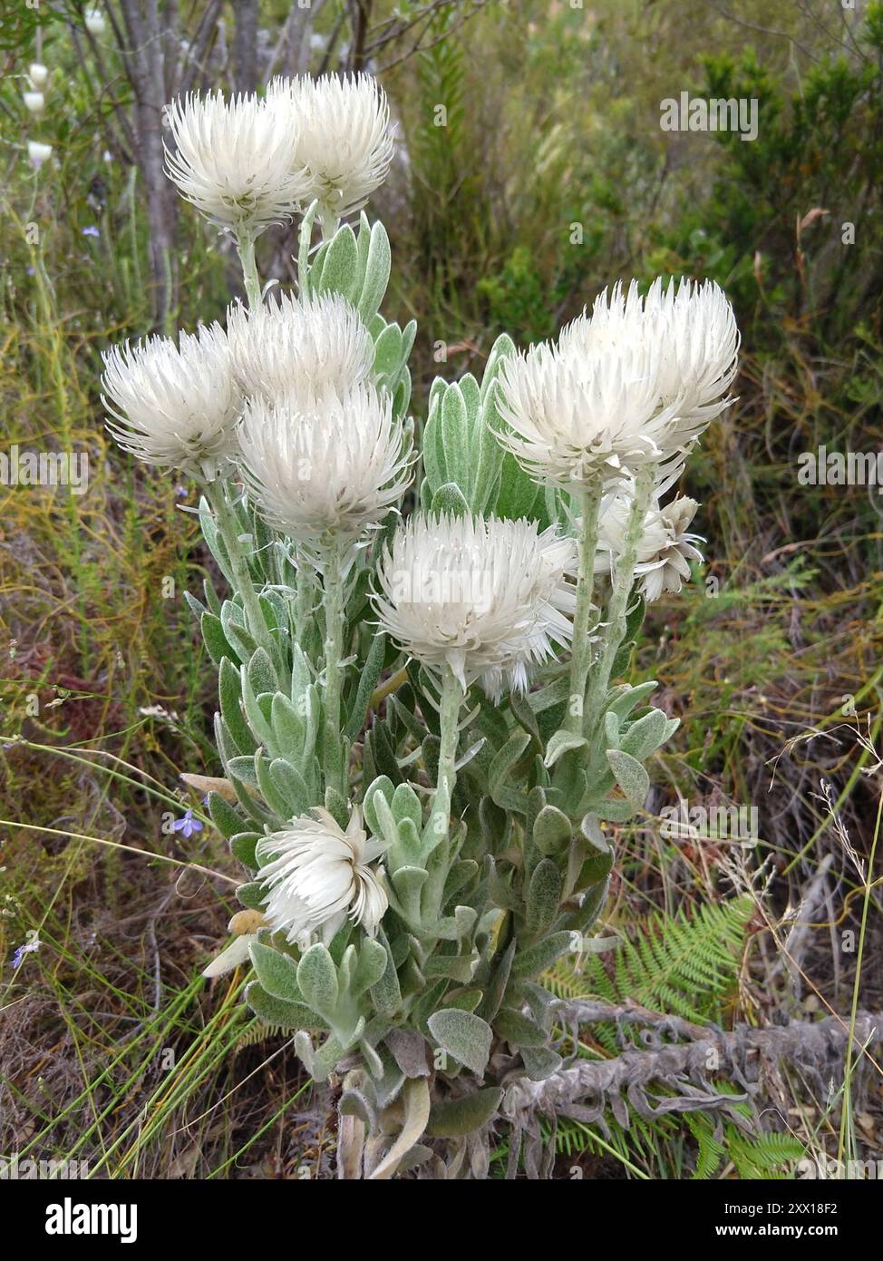 Cape Snow (Syncarpha vestita) Plantae Stock Photo - Alamy