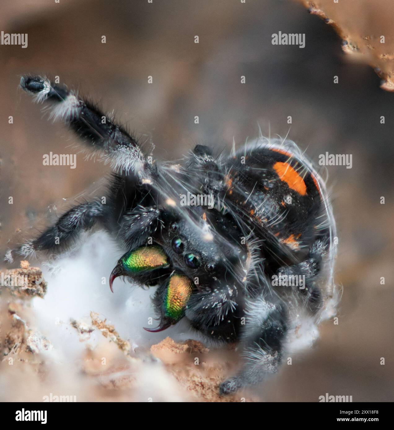 Bold Jumping Spider (Phidippus audax) Arachnida Stock Photo - Alamy