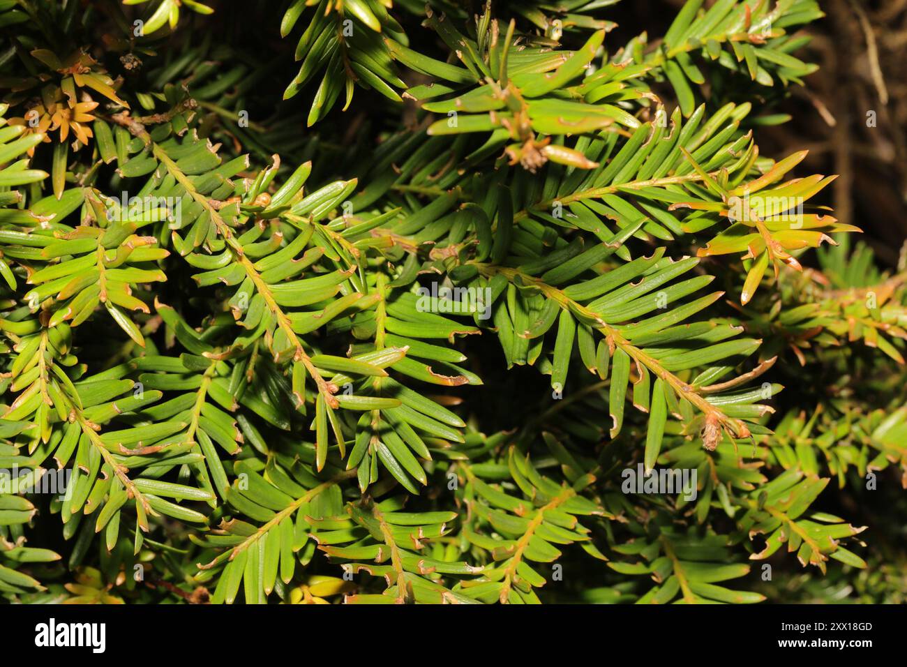 common yew (Taxus baccata) Plantae Stock Photo - Alamy