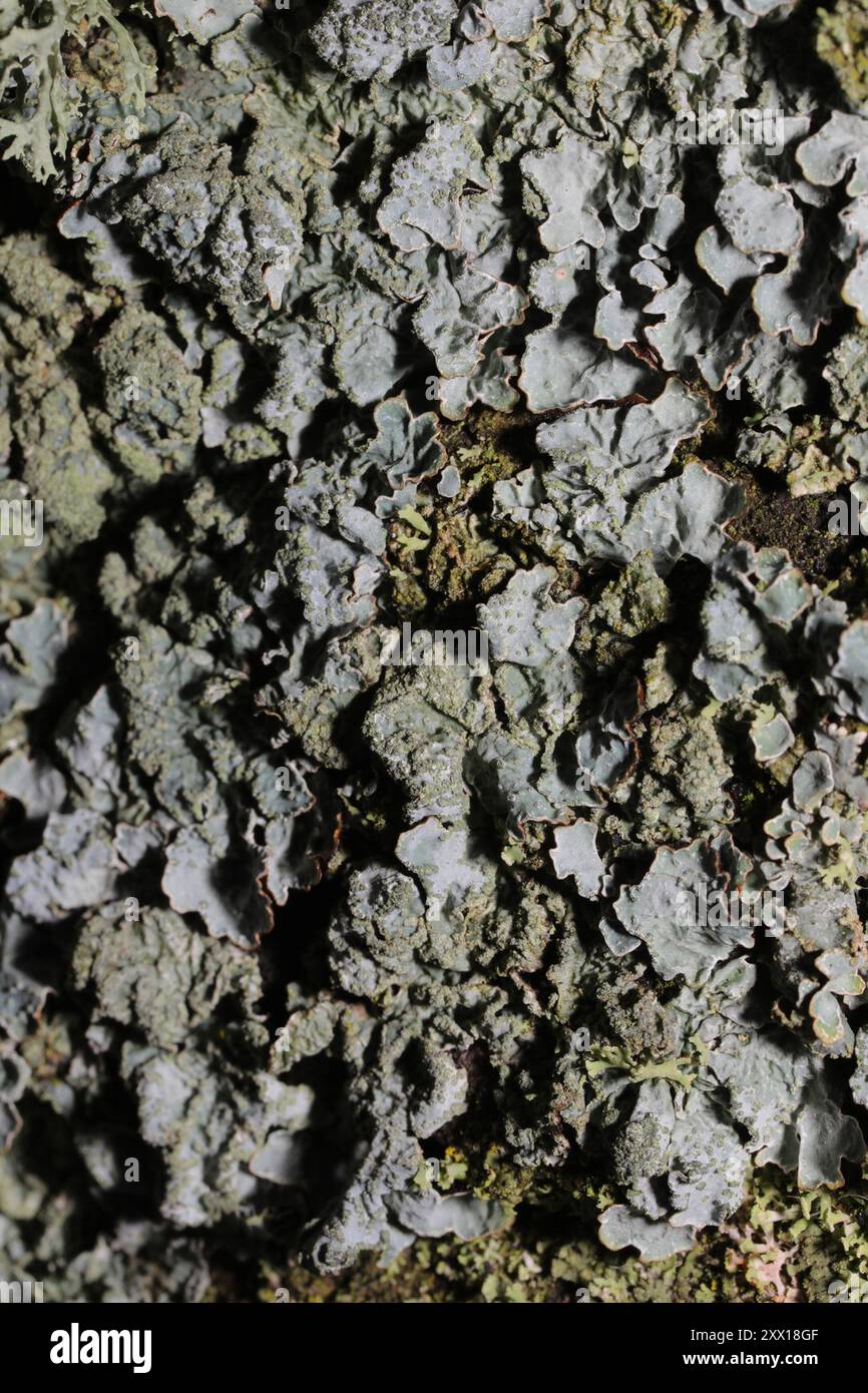 shield lichen (Parmelia sulcata) Fungi Stock Photo - Alamy