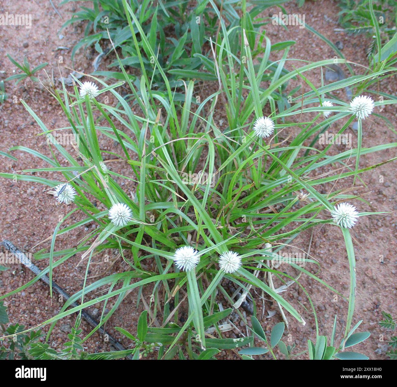 White Flat-Sedge (Cyperus cristatus) Plantae Stock Photo - Alamy