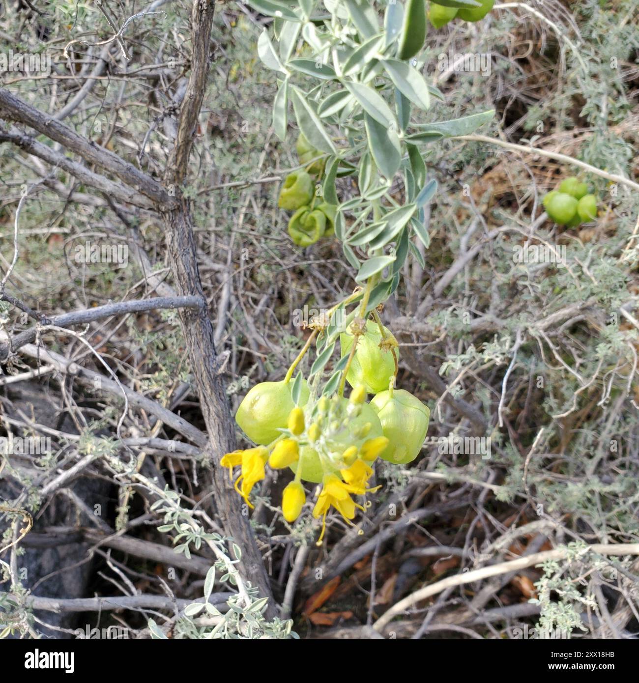 Valley Bladderpod (Cleomella arborea globosa) Plantae Stock Photo - Alamy