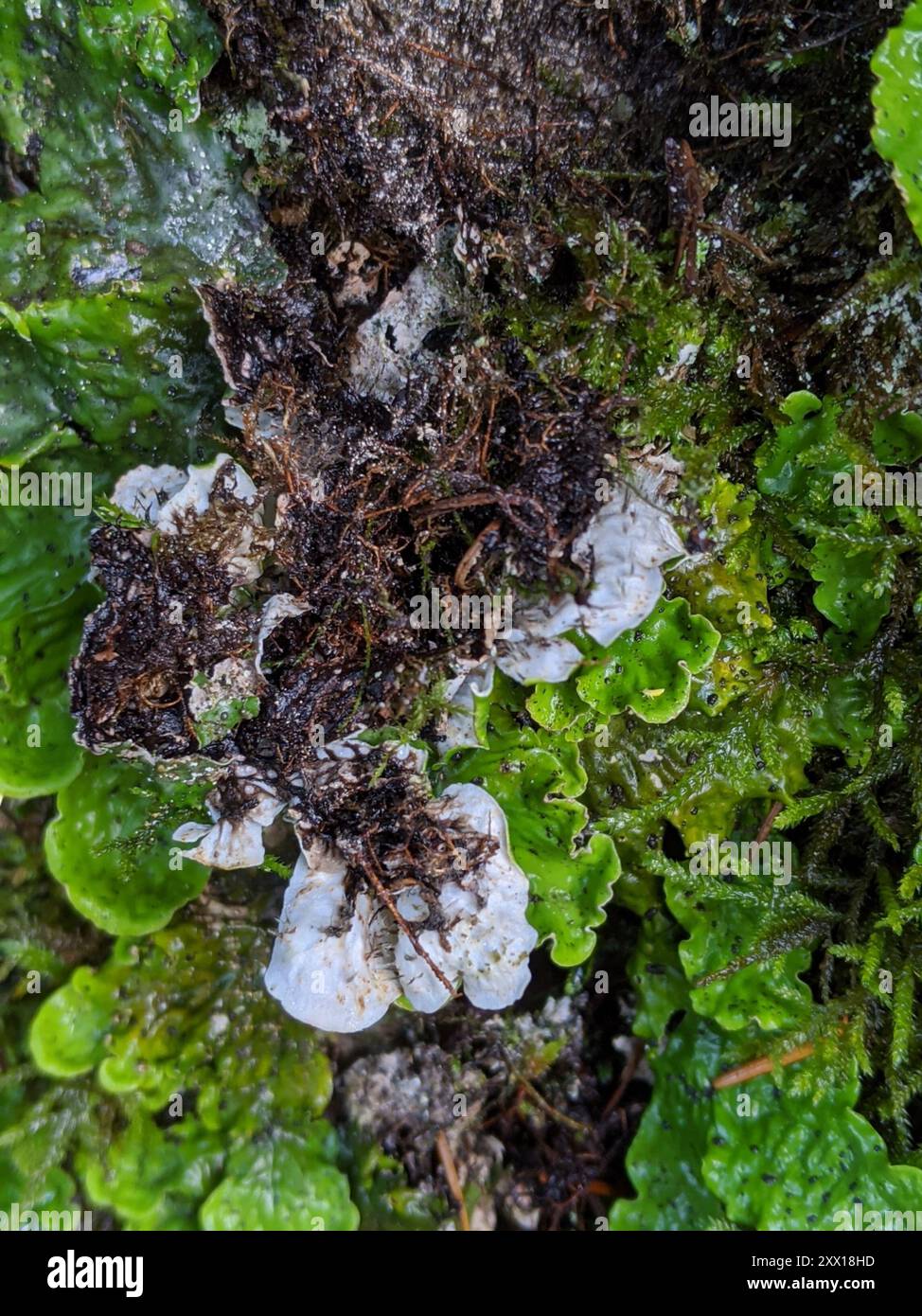 freckled pelt lichen (Peltigera aphthosa) Fungi Stock Photo - Alamy