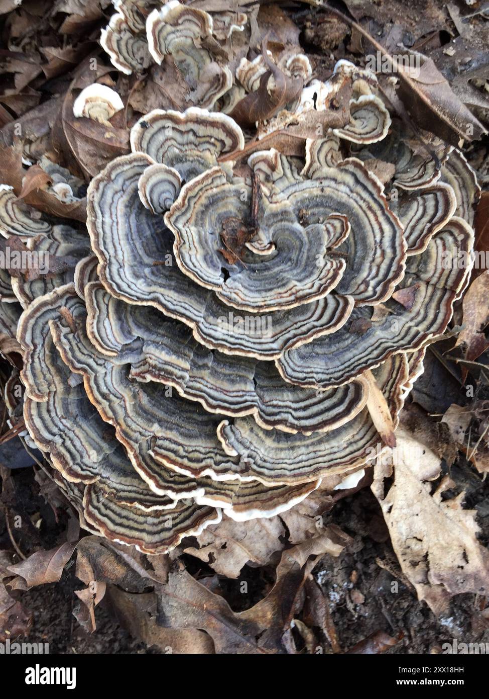turkey-tail (Trametes versicolor) Fungi Stock Photo - Alamy