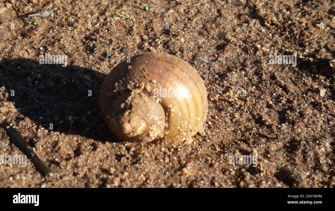 Common Apple Snails (Pomacea) Mollusca Stock Photo - Alamy