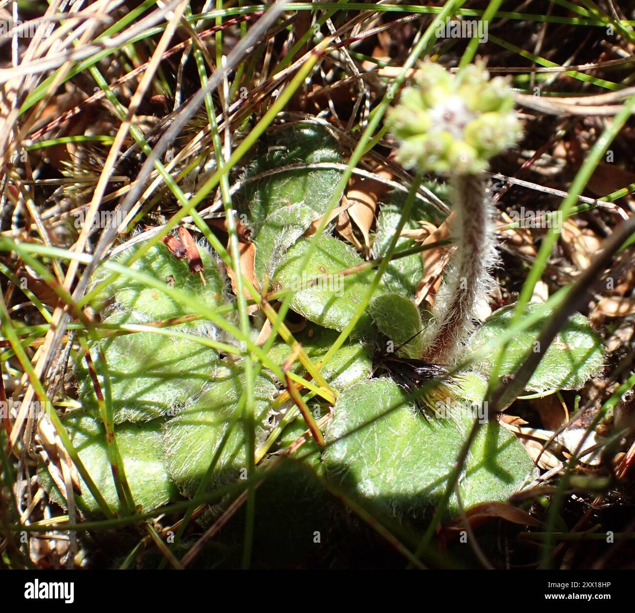tiny flannel flower (Actinotus bellidioides) Plantae Stock Photo - Alamy