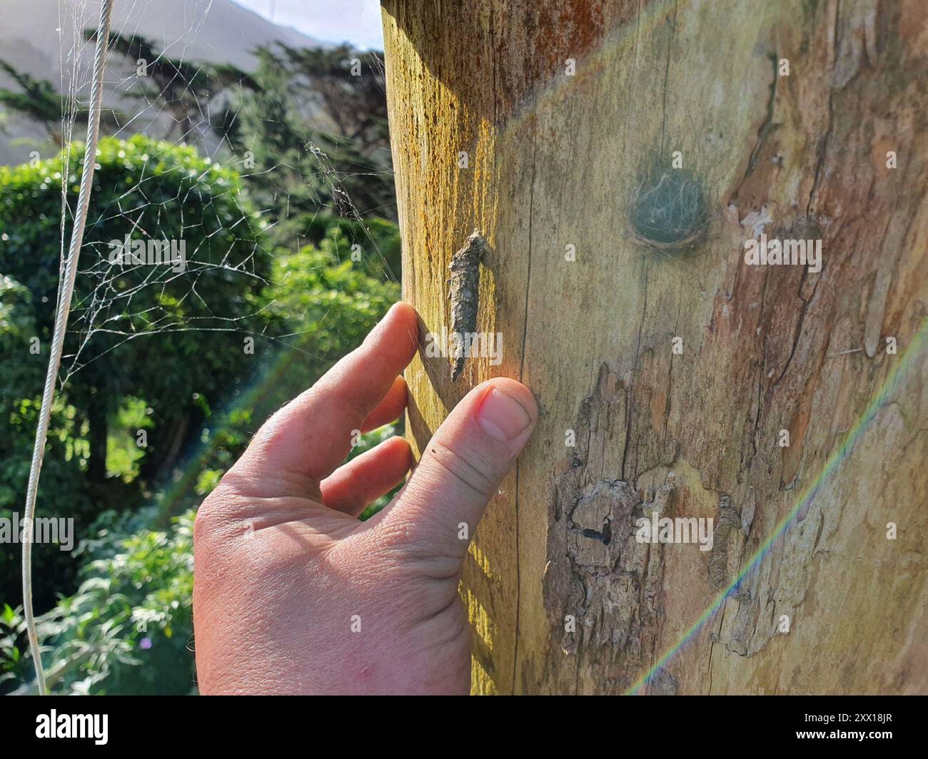 New Zealand Common Bag Moth (Liothula omnivora) Insecta Stock Photo - Alamy