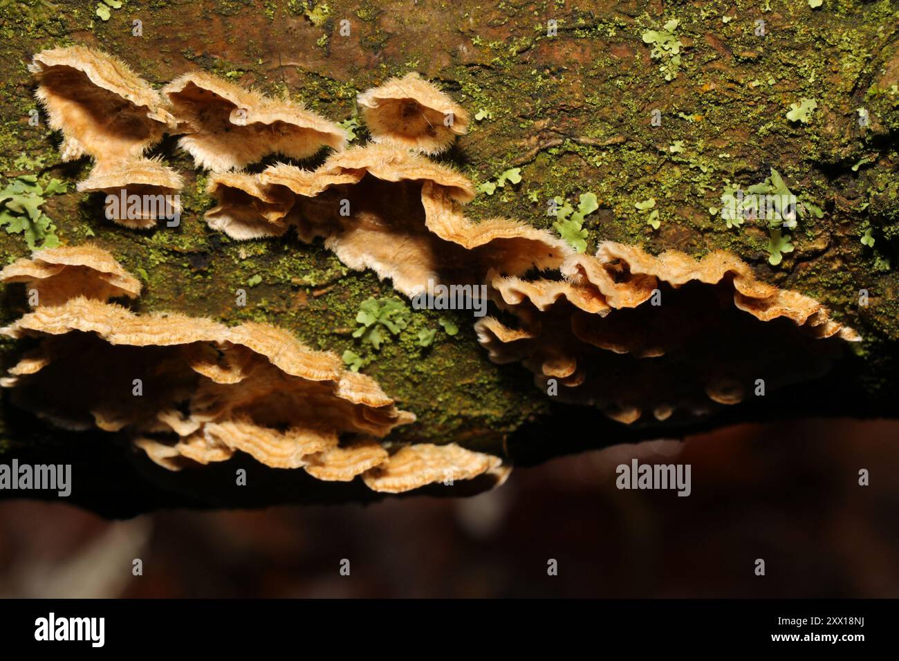 hairy curtain crust (Stereum hirsutum) Fungi Stock Photo - Alamy