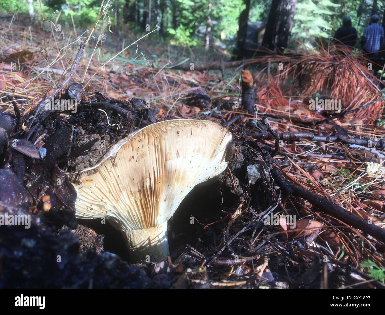Short-stemmed Russula (Russula brevipes) Fungi Stock Photo - Alamy