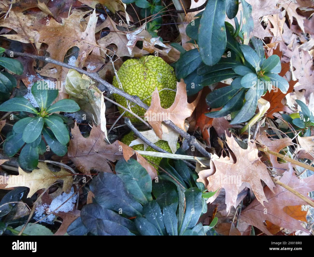Osage-orange (Maclura pomifera) Plantae Stock Photo - Alamy