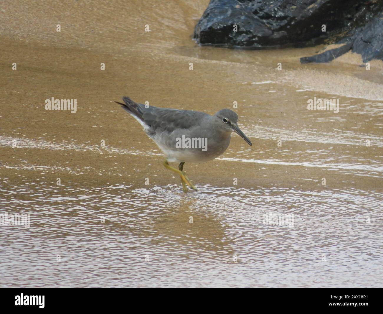 Wandering Tattler (Tringa incana) Aves Stock Photo - Alamy