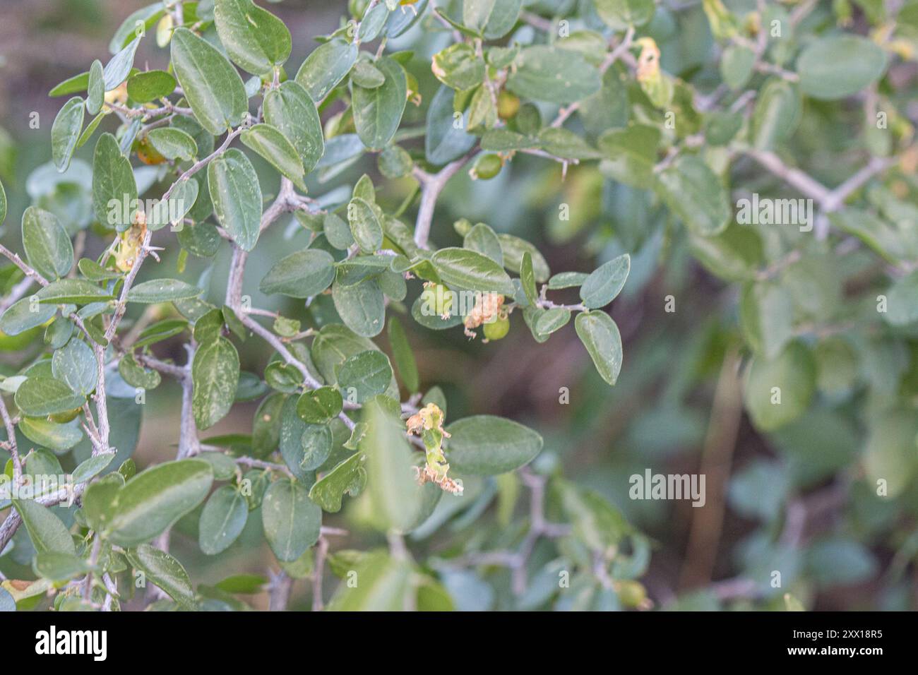 spiny hackberry (Celtis pallida) Plantae Stock Photo - Alamy