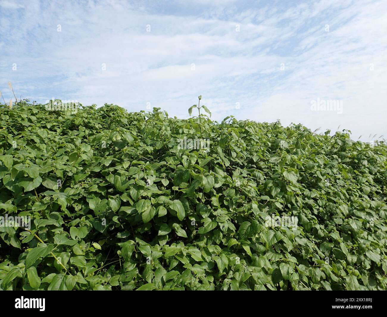 sea daisy (Wollastonia biflora) Plantae Stock Photo - Alamy