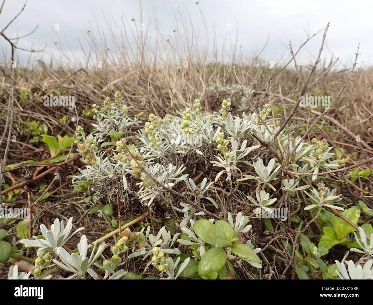 (Crossostephium chinense) Plantae Stock Photo - Alamy