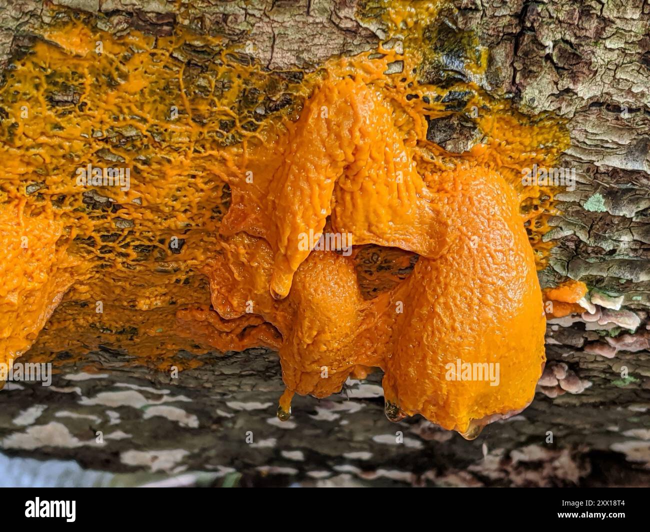 (Badhamia utricularis) Protozoa Stock Photo - Alamy