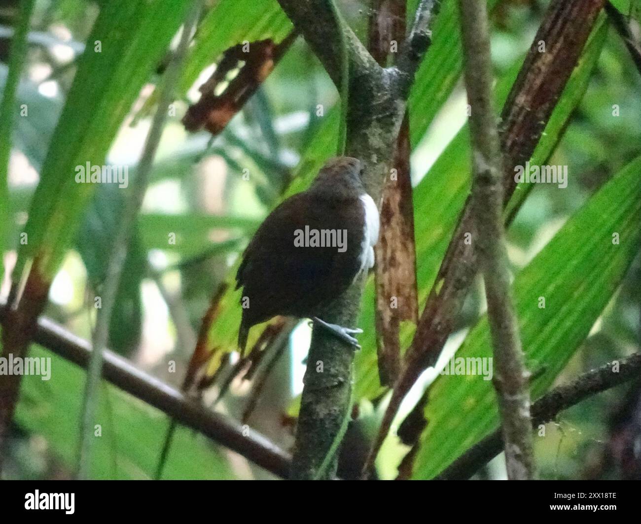 Bicolored antbird hi-res stock photography and images - Alamy