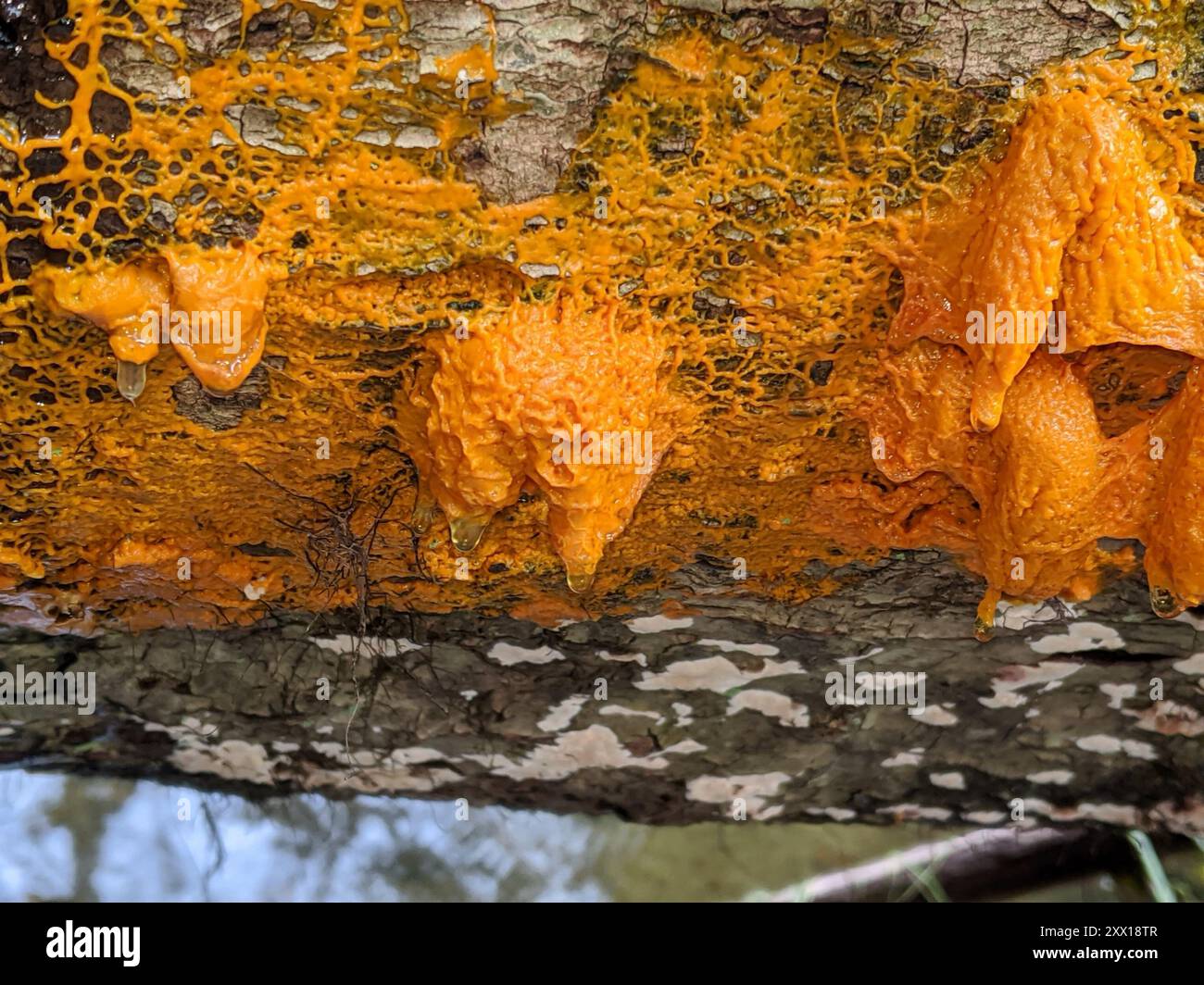 (Badhamia utricularis) Protozoa Stock Photo - Alamy