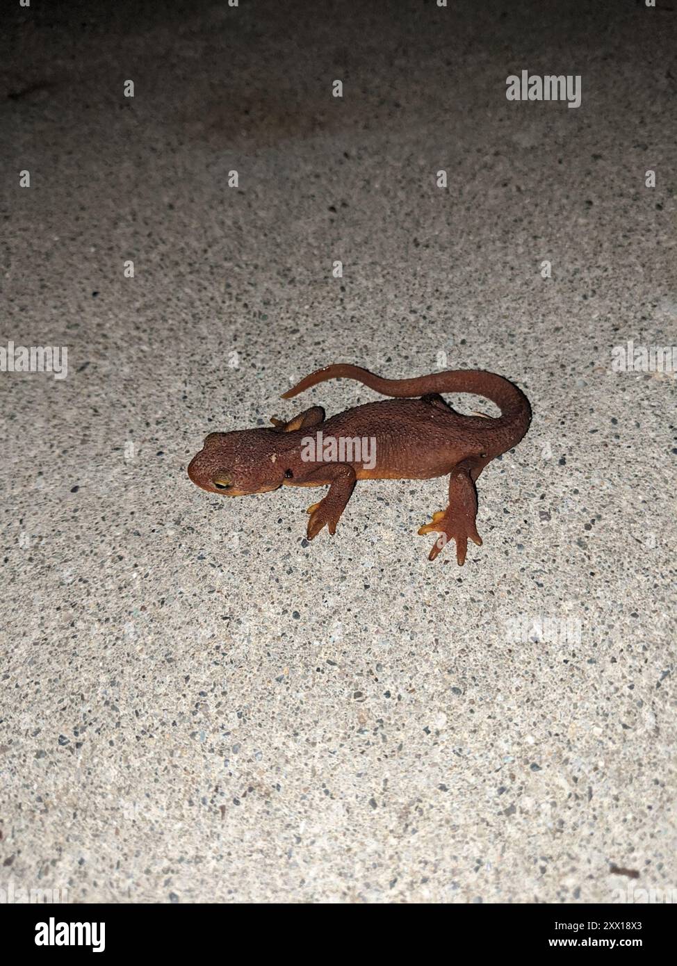 California Newt (Taricha torosa) Amphibia Stock Photo - Alamy