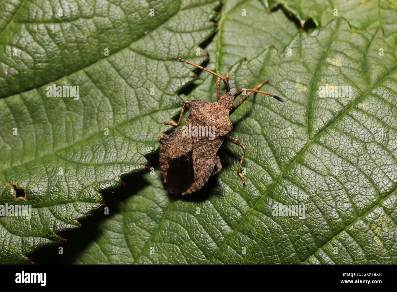 Dock Bug (Coreus marginatus) Insecta Stock Photo - Alamy
