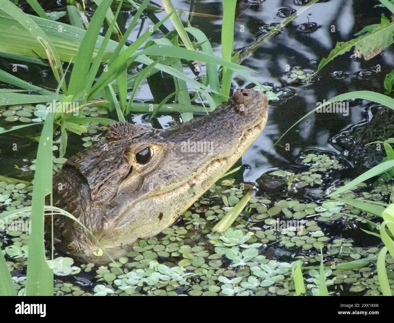 Brown Caiman (Caiman crocodilus fuscus) Reptilia Stock Photo - Alamy