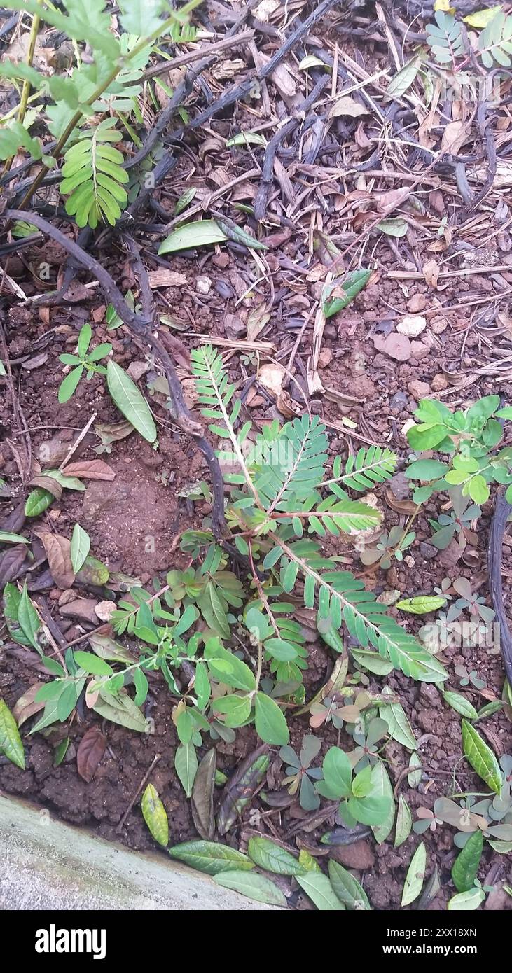 Chamberbitter (Phyllanthus urinaria) Plantae Stock Photo - Alamy