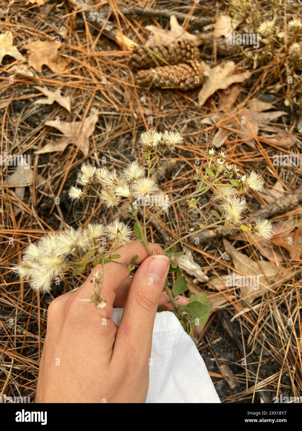 Dixie aster (Sericocarpus tortifolius) Plantae Stock Photo - Alamy