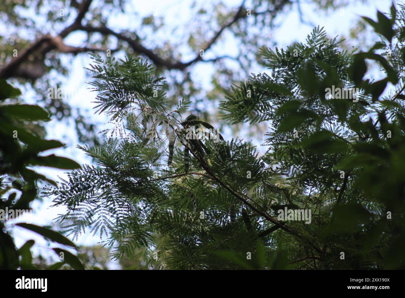 False Tamarinds (Lysiloma) Plantae Stock Photo - Alamy