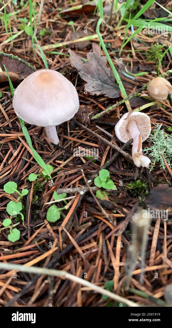 White Fibrecap (Inocybe geophylla) Fungi Stock Photo - Alamy