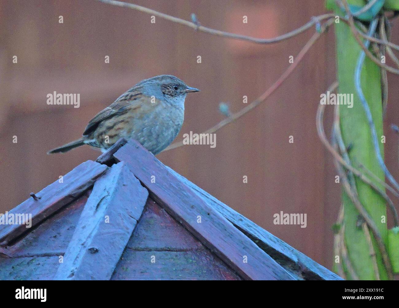 Dunnock (Prunella modularis) Aves Stock Photo - Alamy