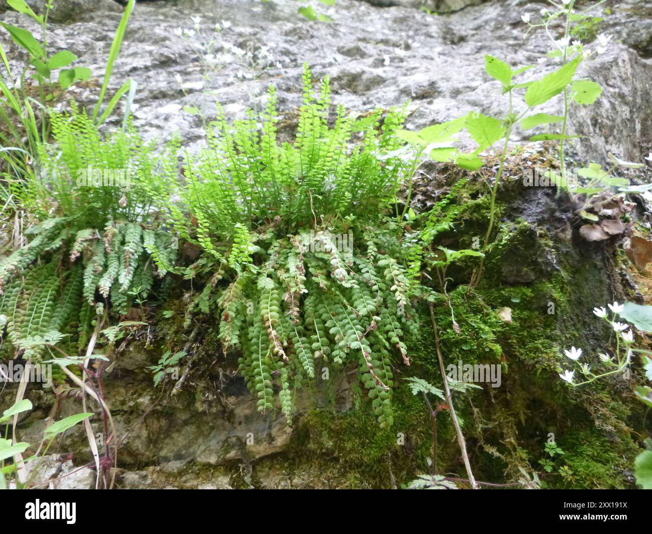 green spleenwort (Asplenium viride) Plantae Stock Photo - Alamy