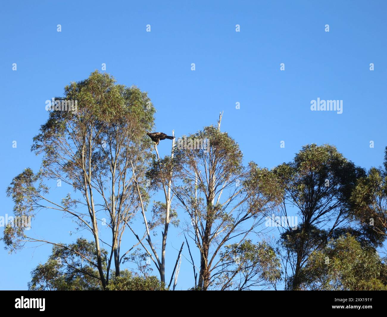 Tasmanian wedge-tailed eagle (Aquila audax fleayi) Aves Stock Photo - Alamy