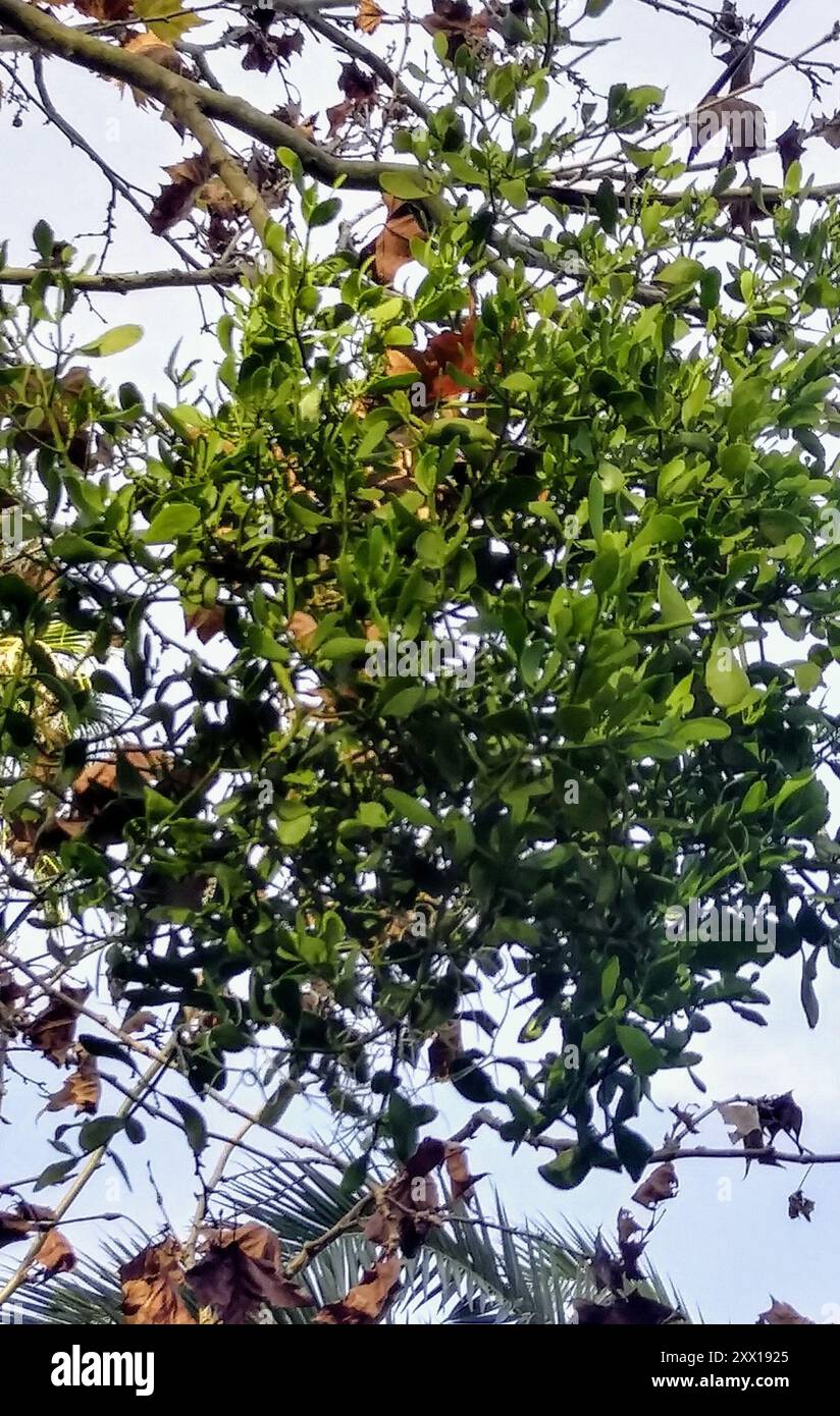 American Mistletoe (Phoradendron leucarpum) Plantae Stock Photo - Alamy