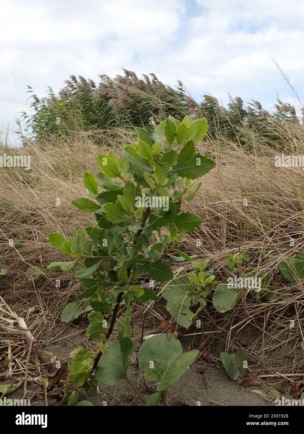 Indian marsh fleabane (Pluchea indica) Plantae Stock Photo - Alamy