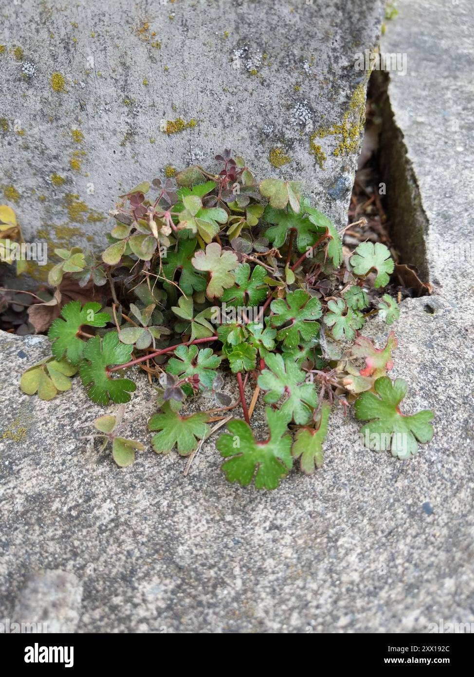 Shining Crane's-bill (Geranium lucidum) Plantae Stock Photo - Alamy