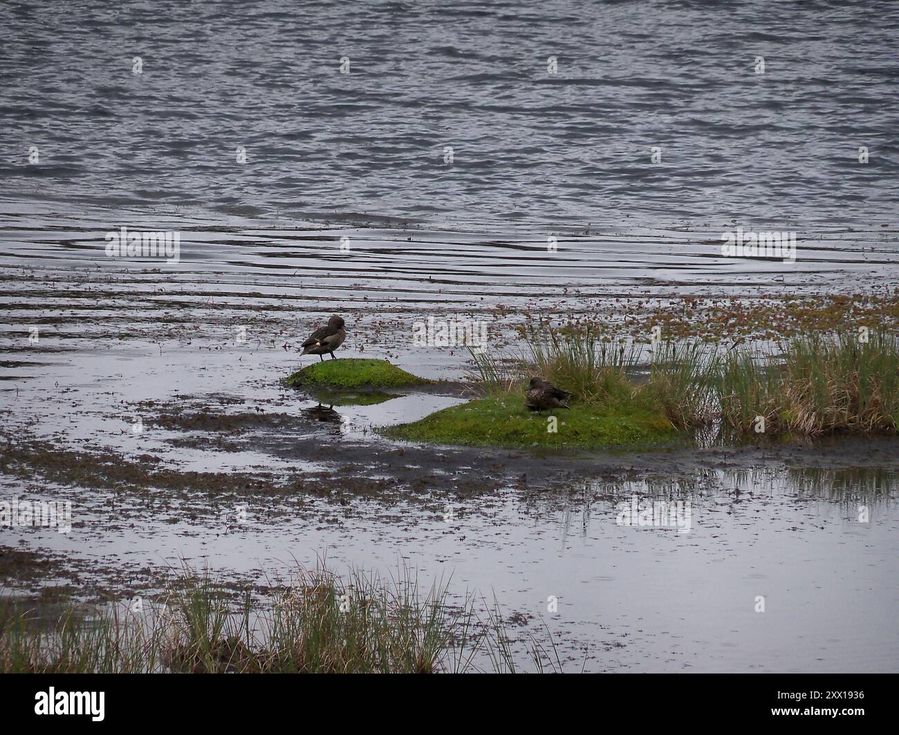 Andean Teal (Anas andium) Aves Stock Photo - Alamy