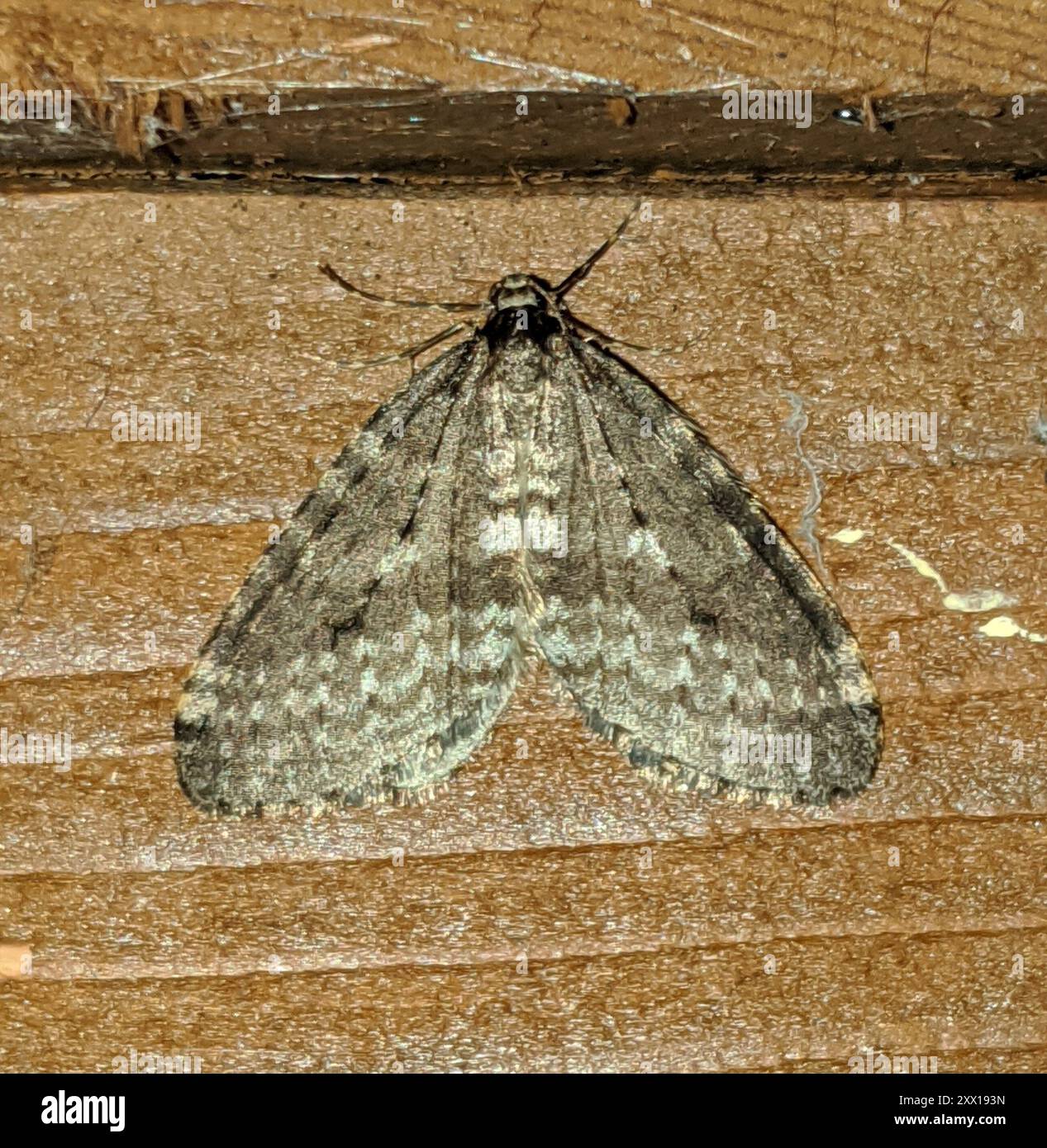 Western Bruce Spanworm (Operophtera occidentalis) Insecta Stock Photo ...