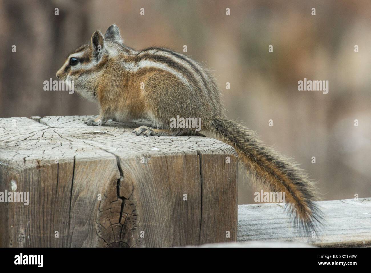 Least Chipmunk (Neotamias minimus) Mammalia Stock Photo - Alamy