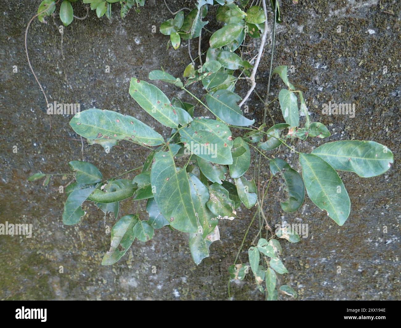Evergreen Wisteria (Wisteriopsis reticulata) Plantae Stock Photo - Alamy
