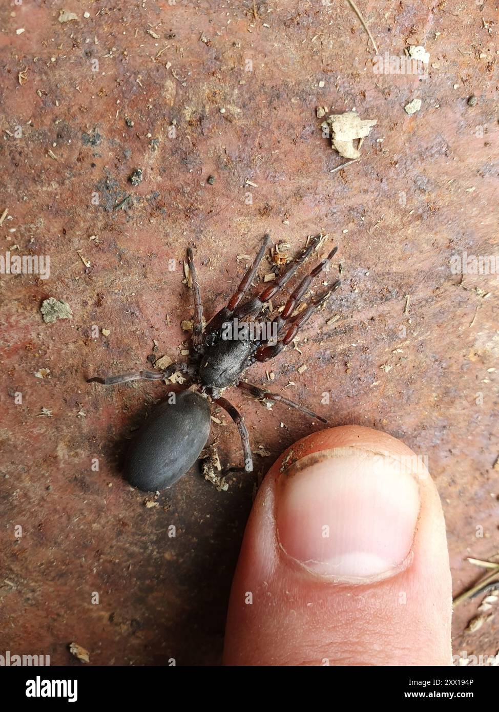 Eastern White-tail Spider (Lampona murina) Arachnida Stock Photo - Alamy