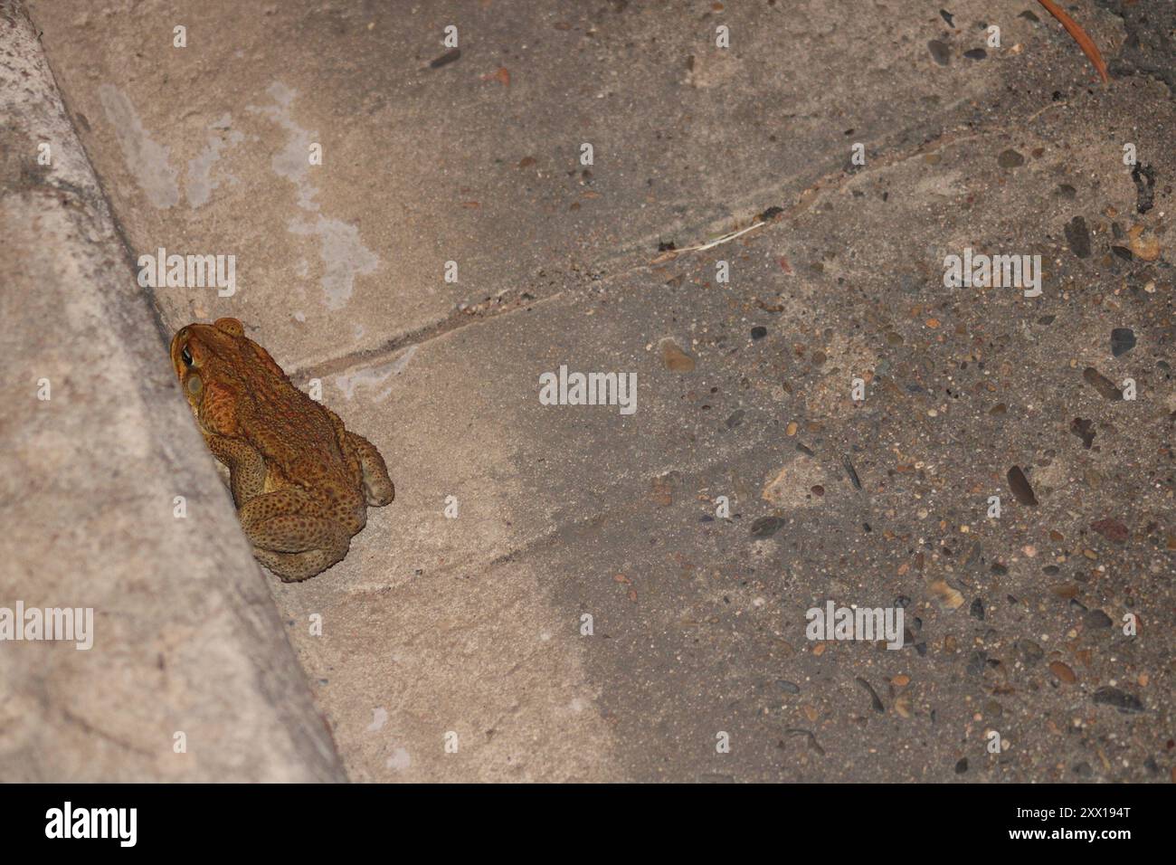 Cane Toad (Rhinella marina) Amphibia Stock Photo - Alamy