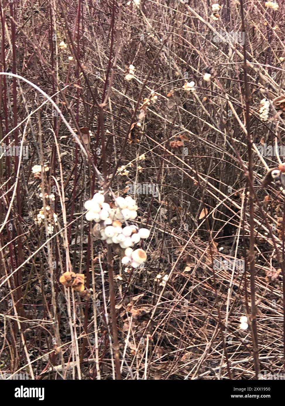 Common Snowberry (Symphoricarpos albus) Plantae Stock Photo - Alamy