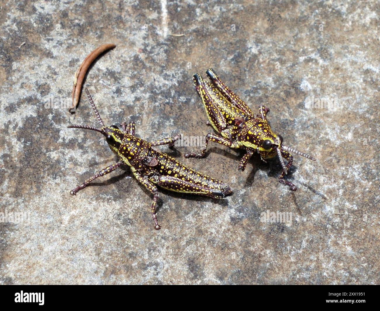 Spotted Mountain-grasshopper (Monistria concinna) Insecta Stock Photo ...
