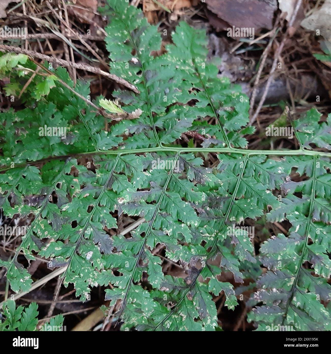broad buckler-fern (Dryopteris dilatata) Plantae Stock Photo - Alamy