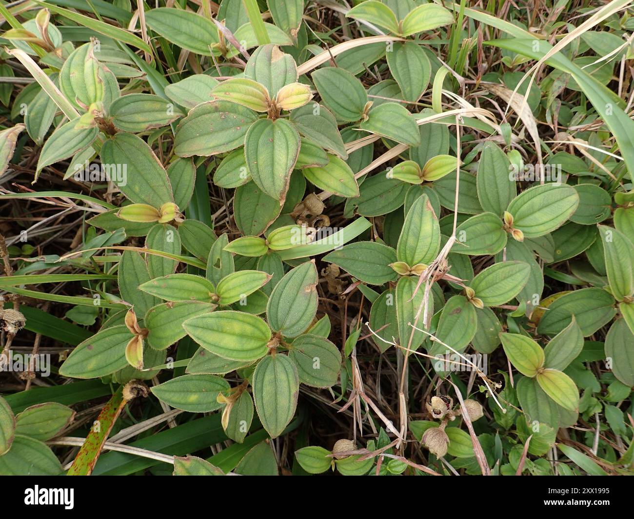 Common Melastoma (Melastoma candidum) Plantae Stock Photo - Alamy