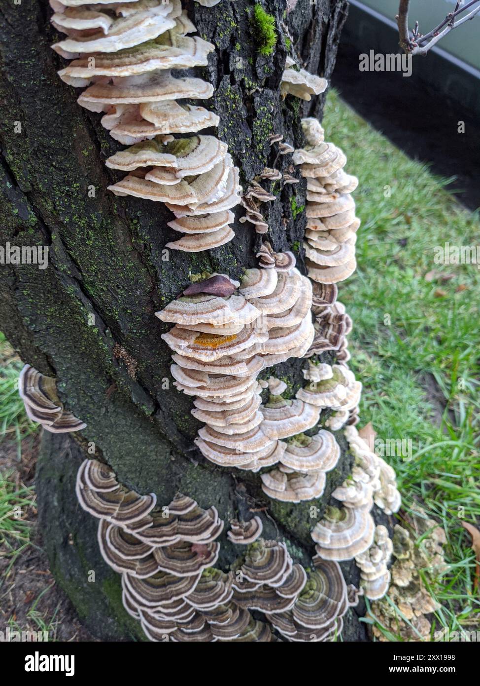 shelf fungi (Polyporales) Fungi Stock Photo - Alamy