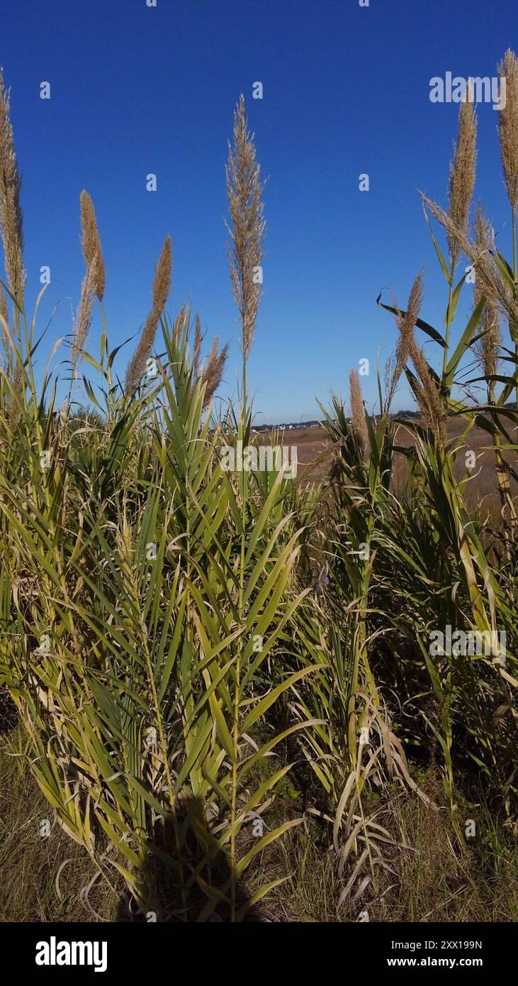 giant reed (Arundo donax) Plantae Stock Photo - Alamy